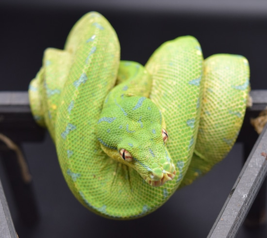 HY Wyatt Line X BM Jayapura Juvenile Green Tree Python by Texas ...