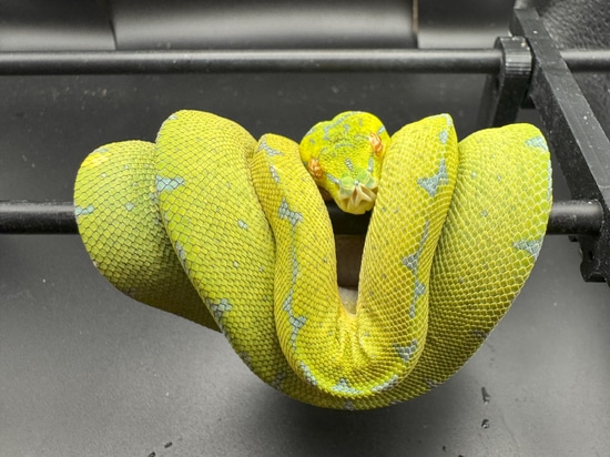24' USCBB Designer X Jayapura Outcross (ZM24-09) Green Tree Python by ...