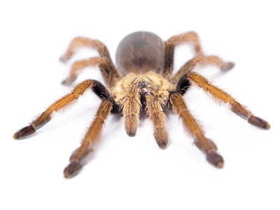 Honduran Curly Hair Tarantula by Hill Country Exotics