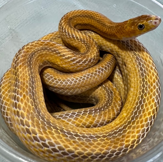 Whiteside Yellow Eastern Rat Snake by Hill Country Exotics