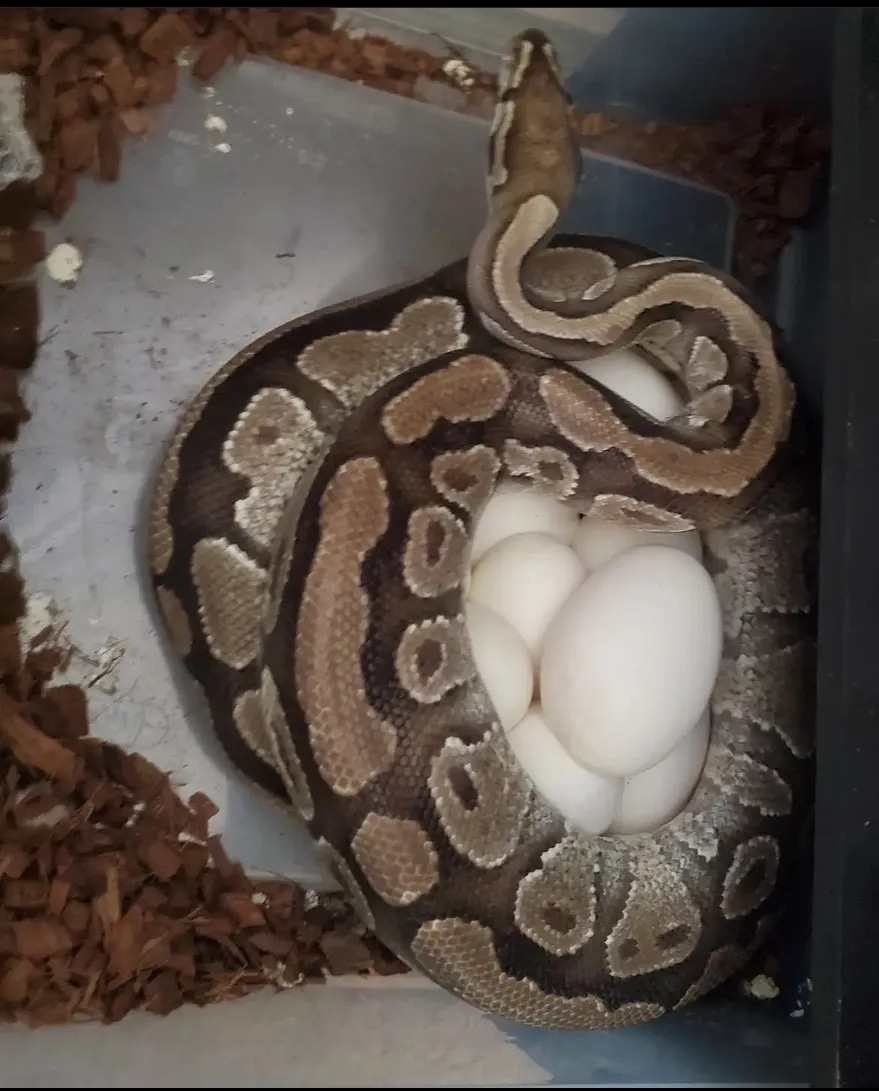 Fire Ball Python by Texas Firefly Pythons - MorphMarket