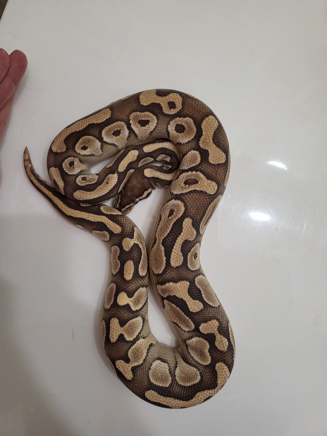 Mojave Ball Python by Texas Firefly Pythons - MorphMarket