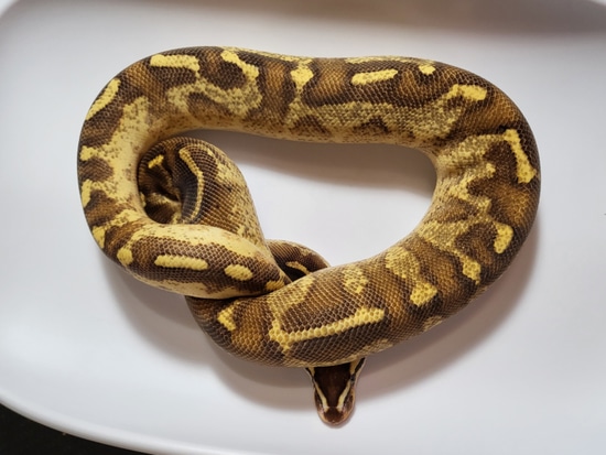 **SALE**Mardigras, Enchi Freeway Ball Python by Texas Firefly Pythons
