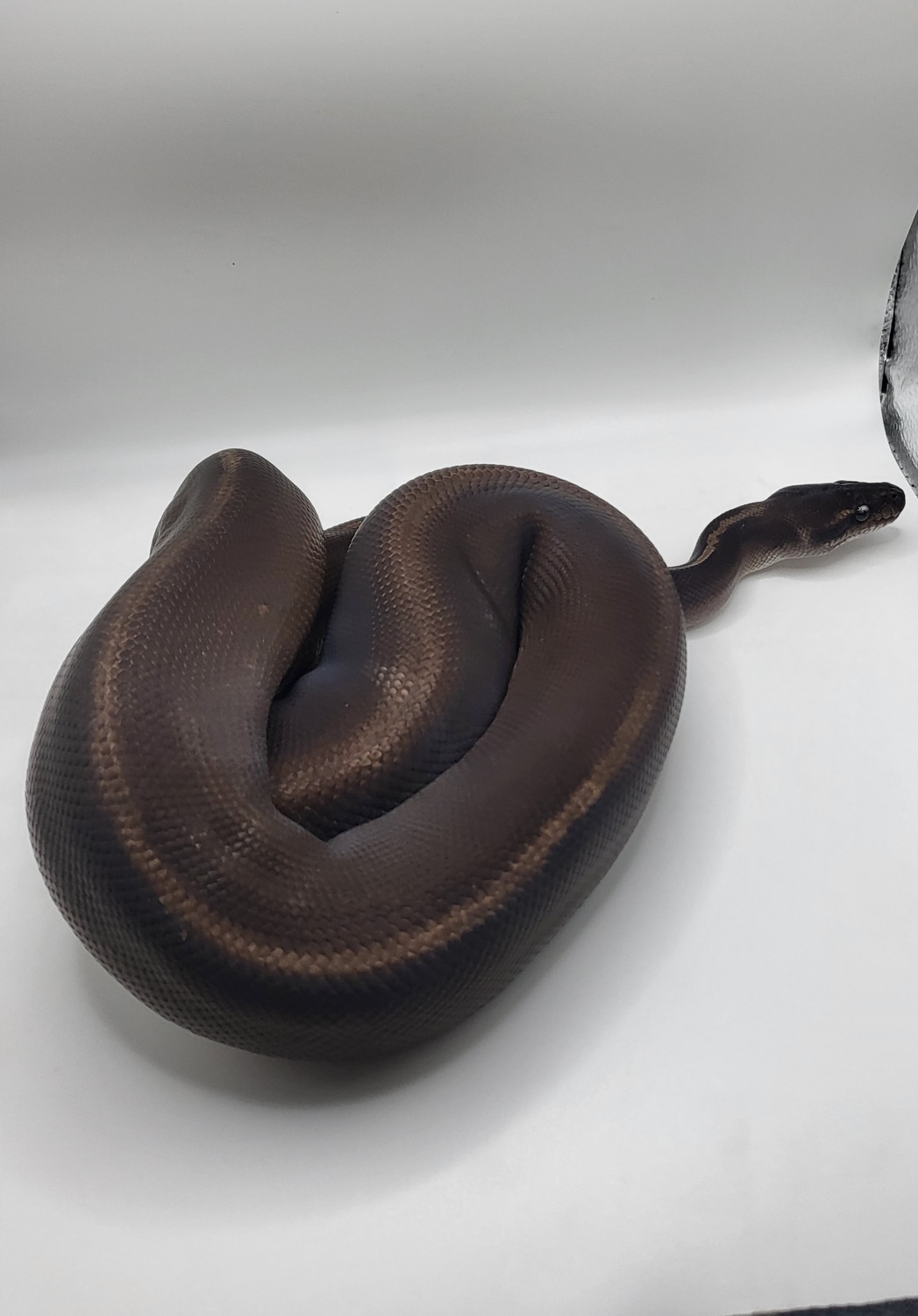Mojave Super Ghi Blackhead Pos Enchi Ball Python by Texas Firefly ...