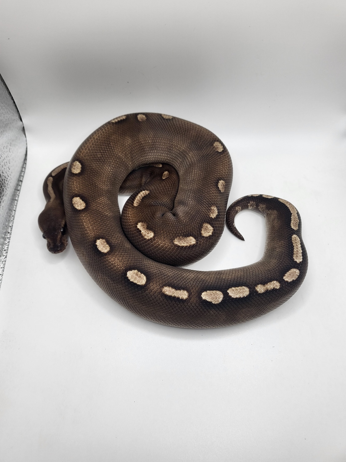 Ghi Mystic Yellow Belly Ball Python by Texas Firefly Pythons - MorphMarket