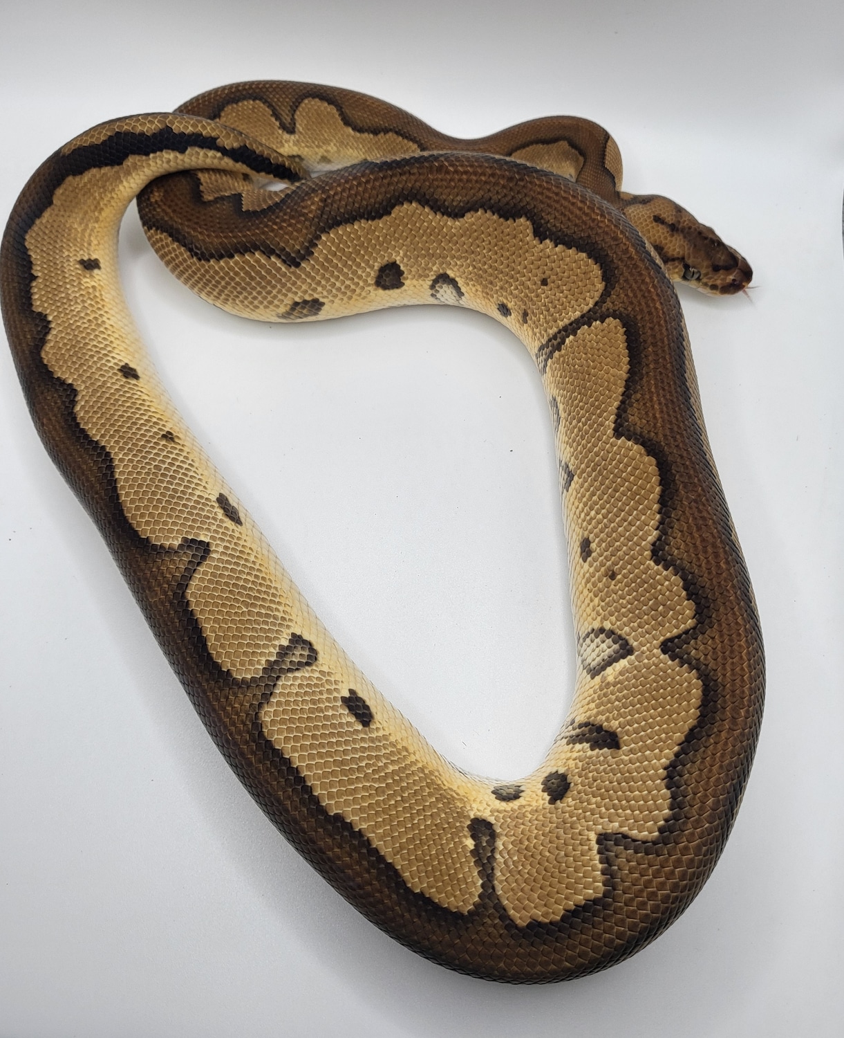 Blade Clown Ball Python by Texas Firefly Pythons - MorphMarket