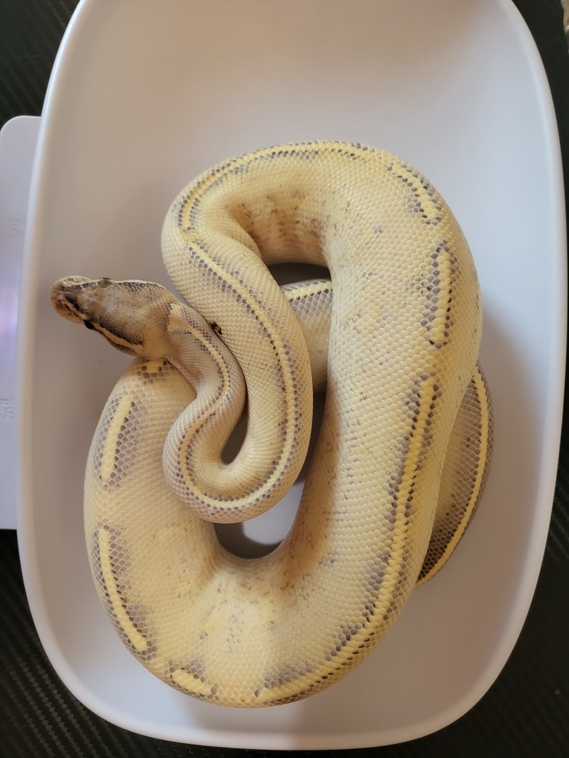 Highway Ball Python by Texas Firefly Pythons - MorphMarket