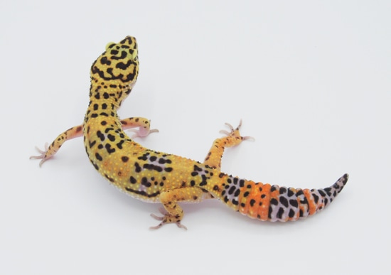 Yellow Leopard Gecko by Texas Skyz