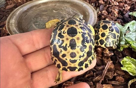 Radiated Tortoise (Texas Only) by Texas State Tortoises