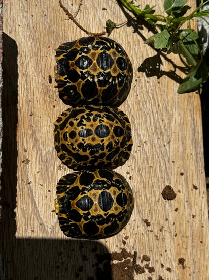 Radiated Trio Radiated Tortoise by Texas State Tortoises