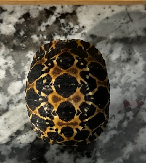 Radiated Tortoises (Texas) by Texas State Tortoises