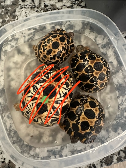 Texas State Radiated Tortoise (Astrochelys Radiata) by Texas State ...