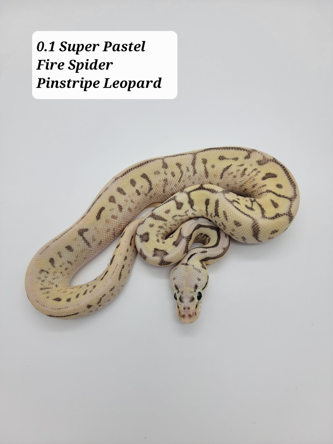 Super Pastel Fire Spider Leopard Pinstripe Ball Python by Vaughan's ...