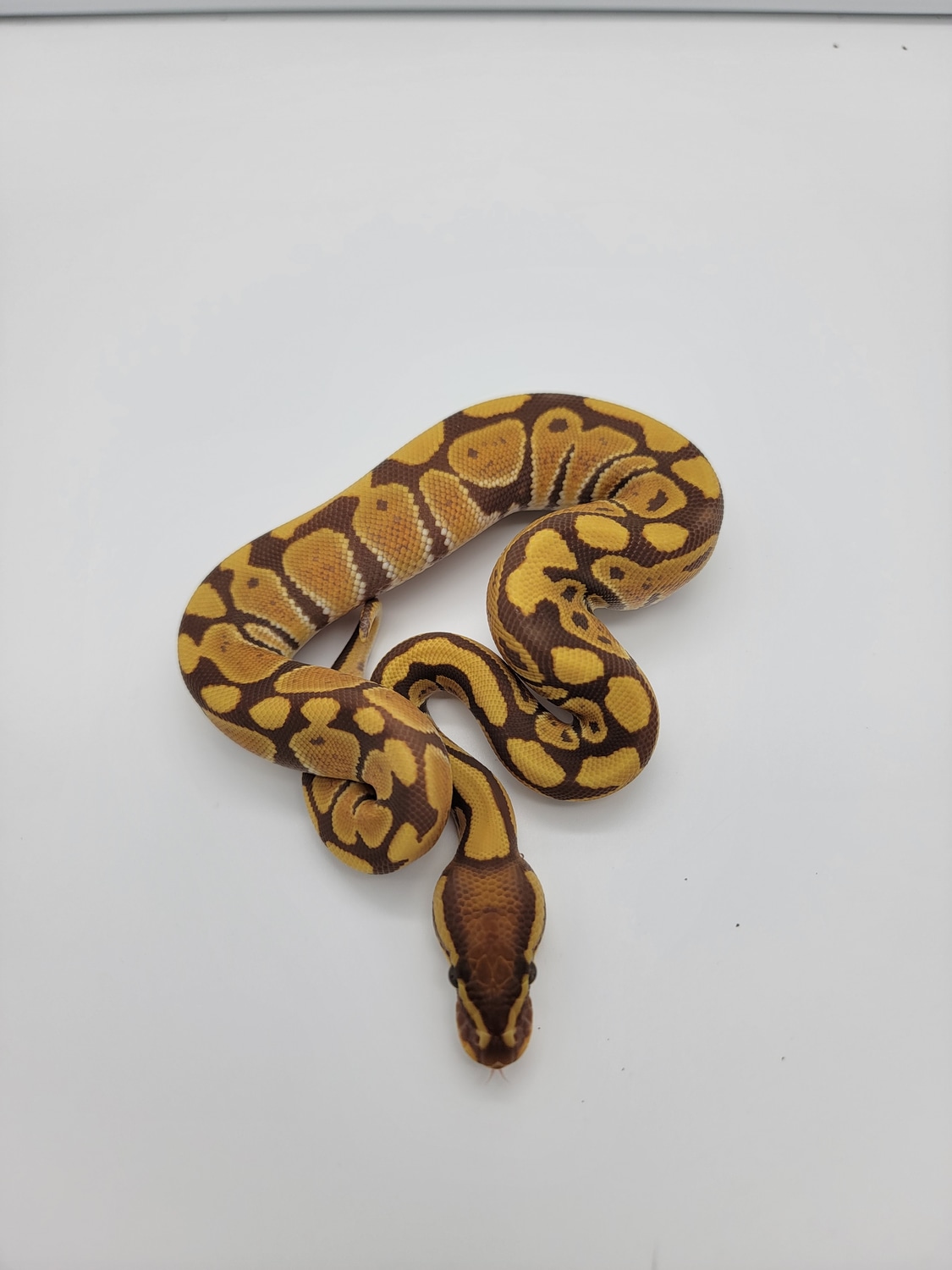 Ultramel Ball Python by Vaughan's Pythons - MorphMarket
