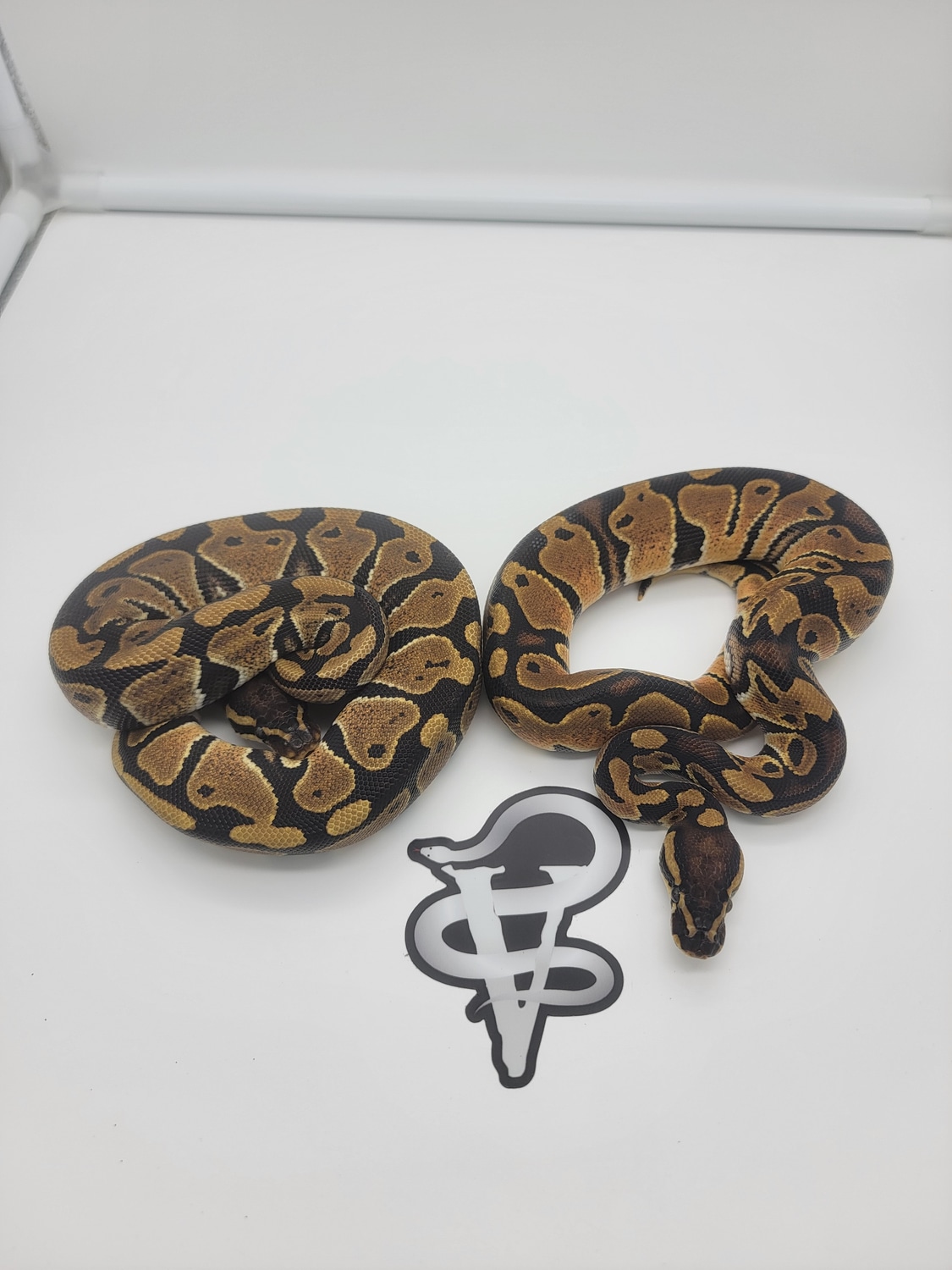 Pair DBL 100% Het Hypo Ultramel Ball Python by Vaughan's Pythons ...