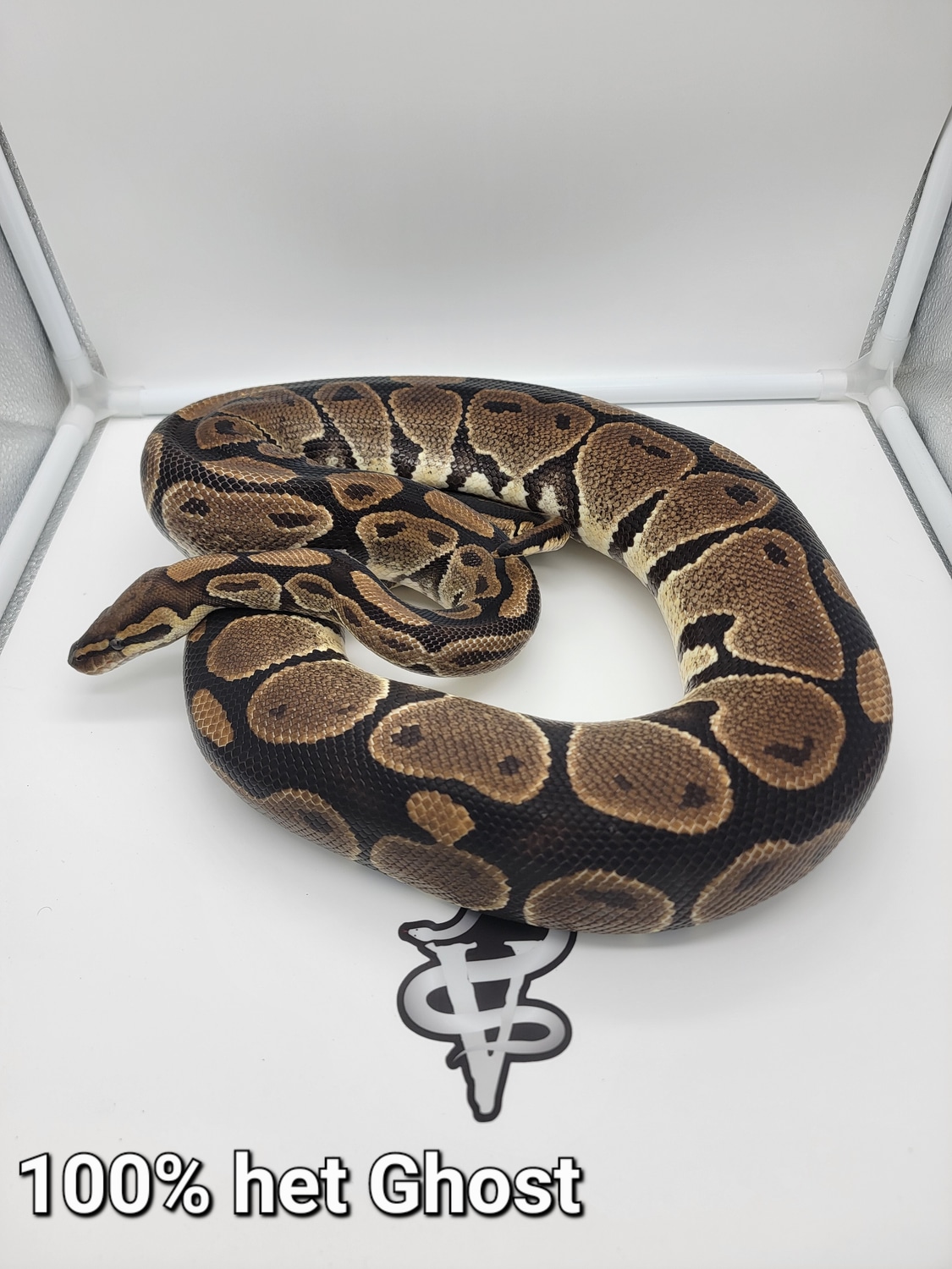 100% Het Ghost "Free Shipping" Ball Python by Vaughan's Pythons ...