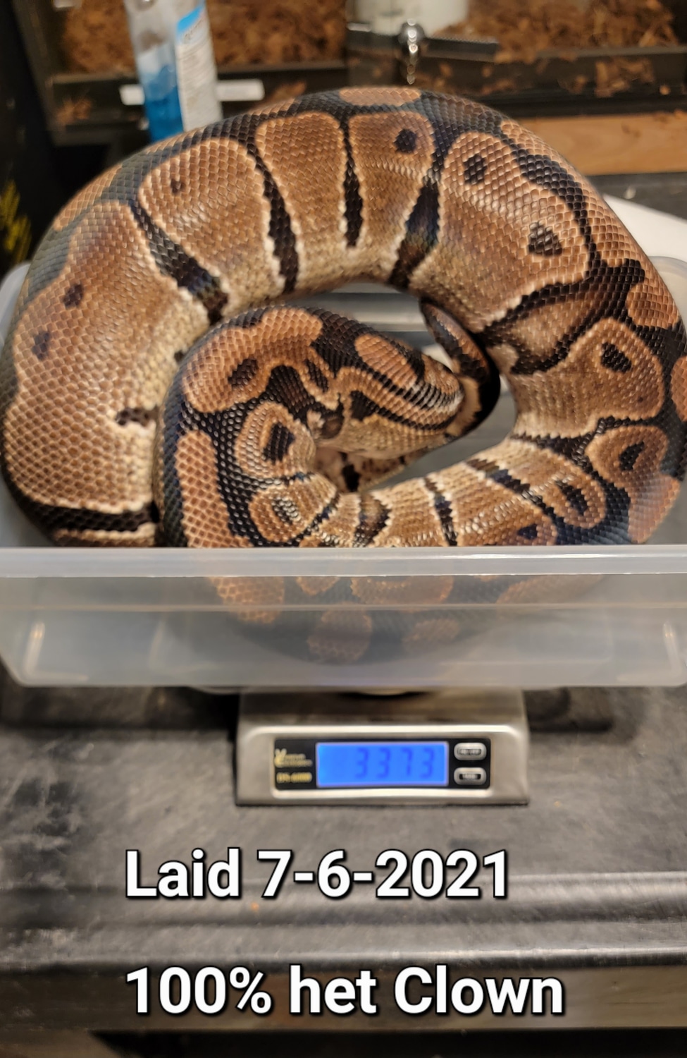 100% Het Clown Ball Python by Vaughan's Pythons - MorphMarket