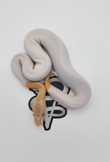 Lavender Pied "Free Shipping" Ball Python by Vaughan's Pythons