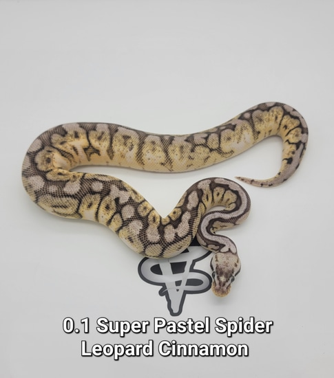 Super Pastel Spider Leopard Cinnamon "Free Shipping" Ball Python by ...