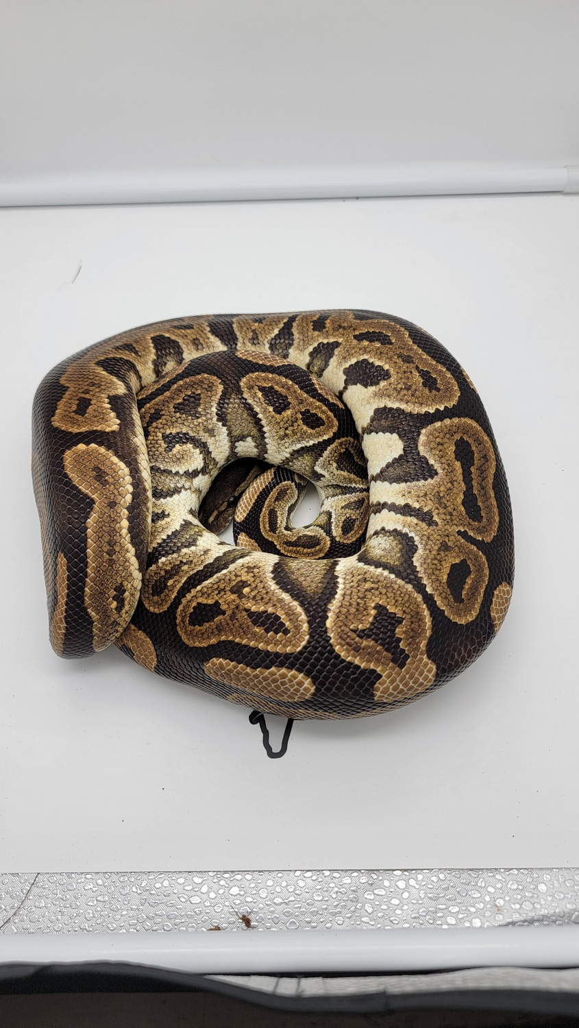 Black Pastel Het Lavender Ball Python By Vaughans Pythons Morphmarket 