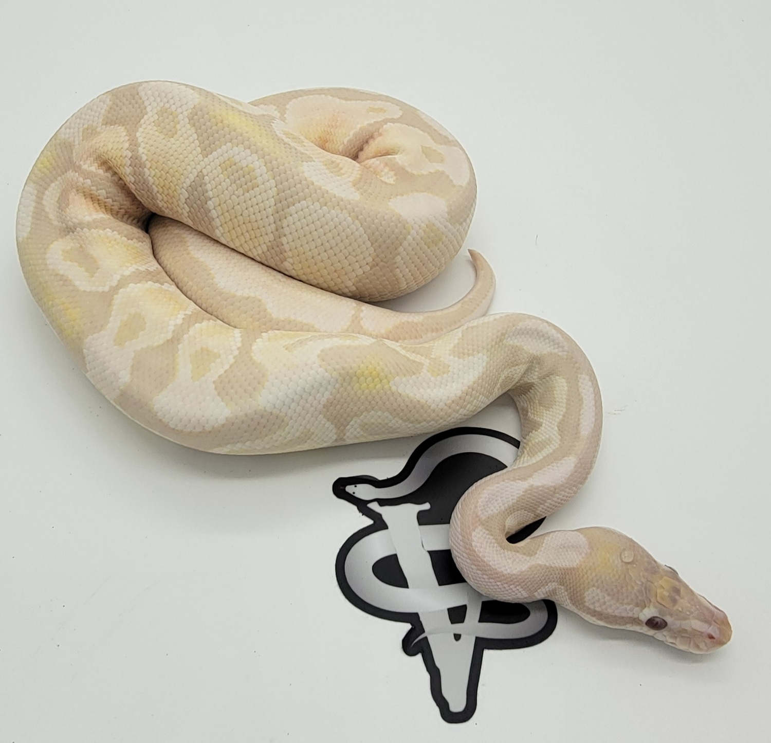 Vaughan's Pythons's Collection - MorphMarket