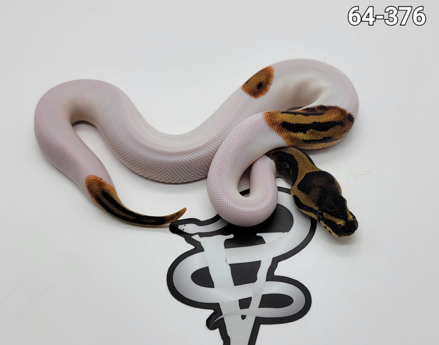 Pied "free Shipping Ball Python by Vaughan's Pythons - MorphMarket