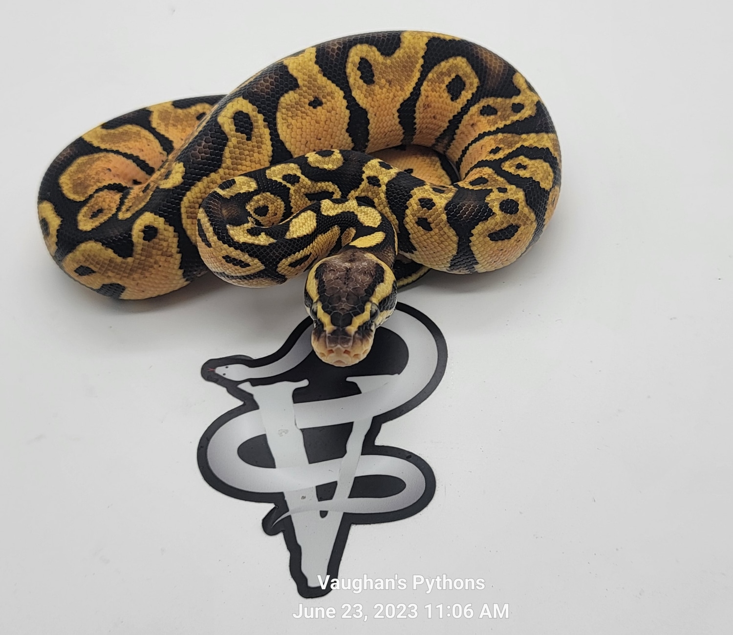 Pastel Vanilla Ball Python by Vaughan's Pythons - MorphMarket