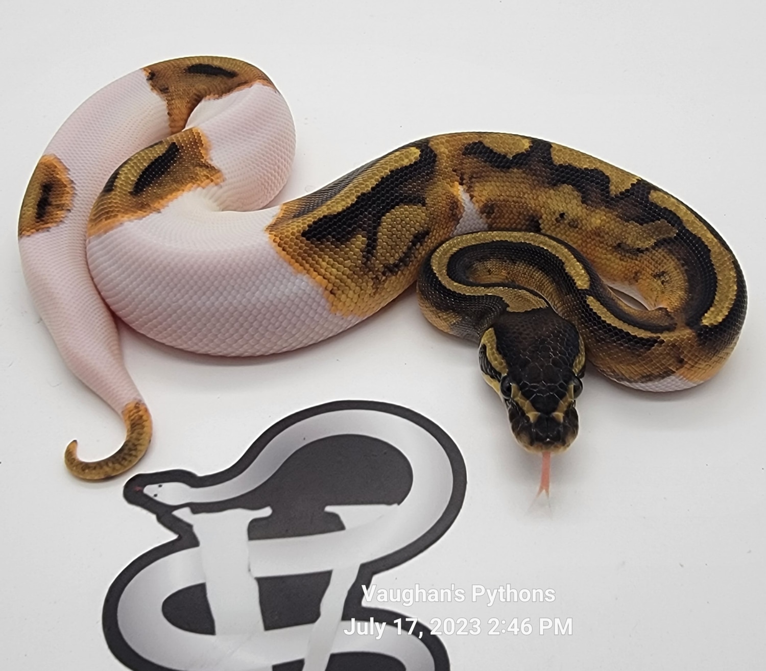 Pied 66% Lavender " Free Shipping Ball Python by Vaughan's Pythons ...