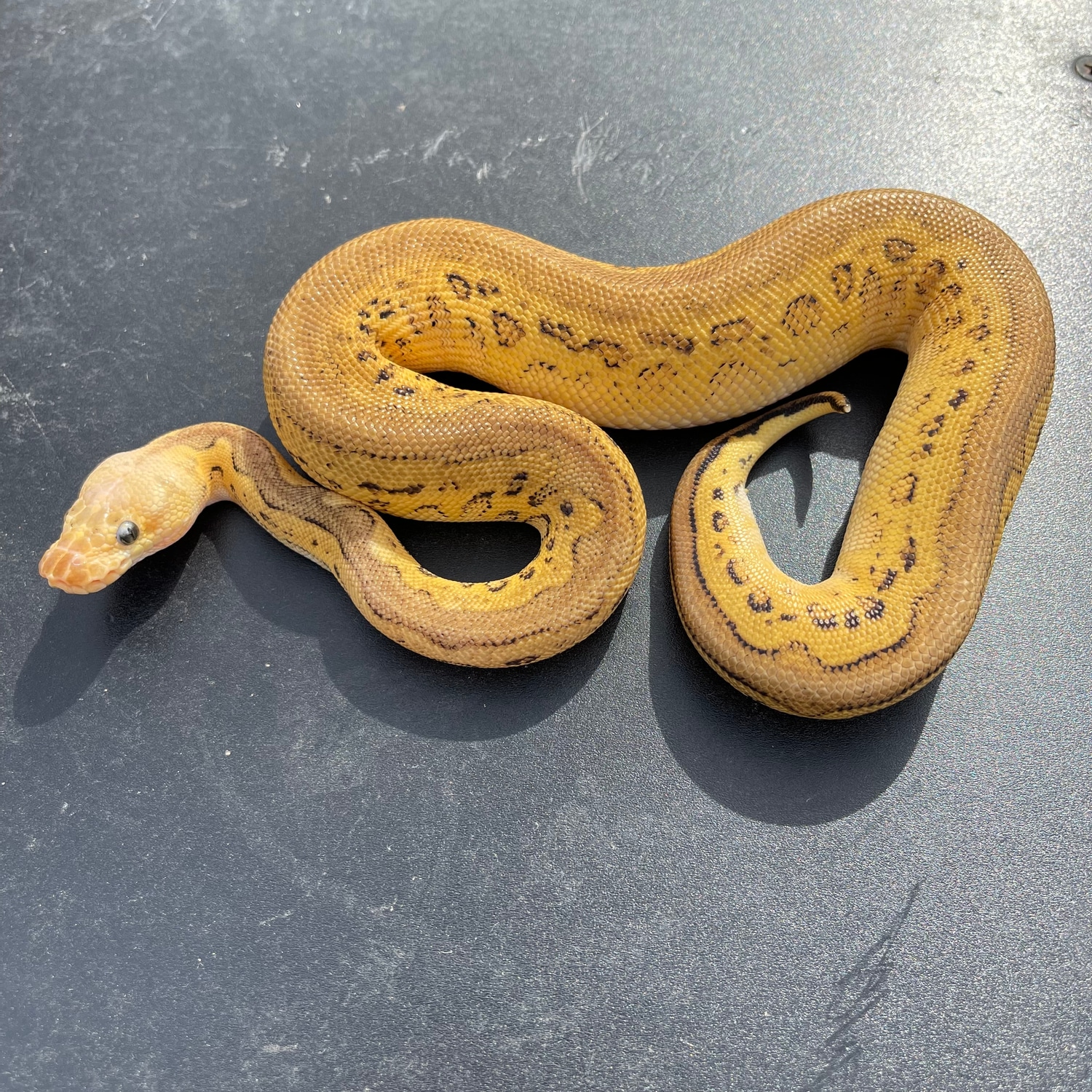 Pastel Yellow Belly Clown Ball Python by Texas VIP Room Reptiles ...