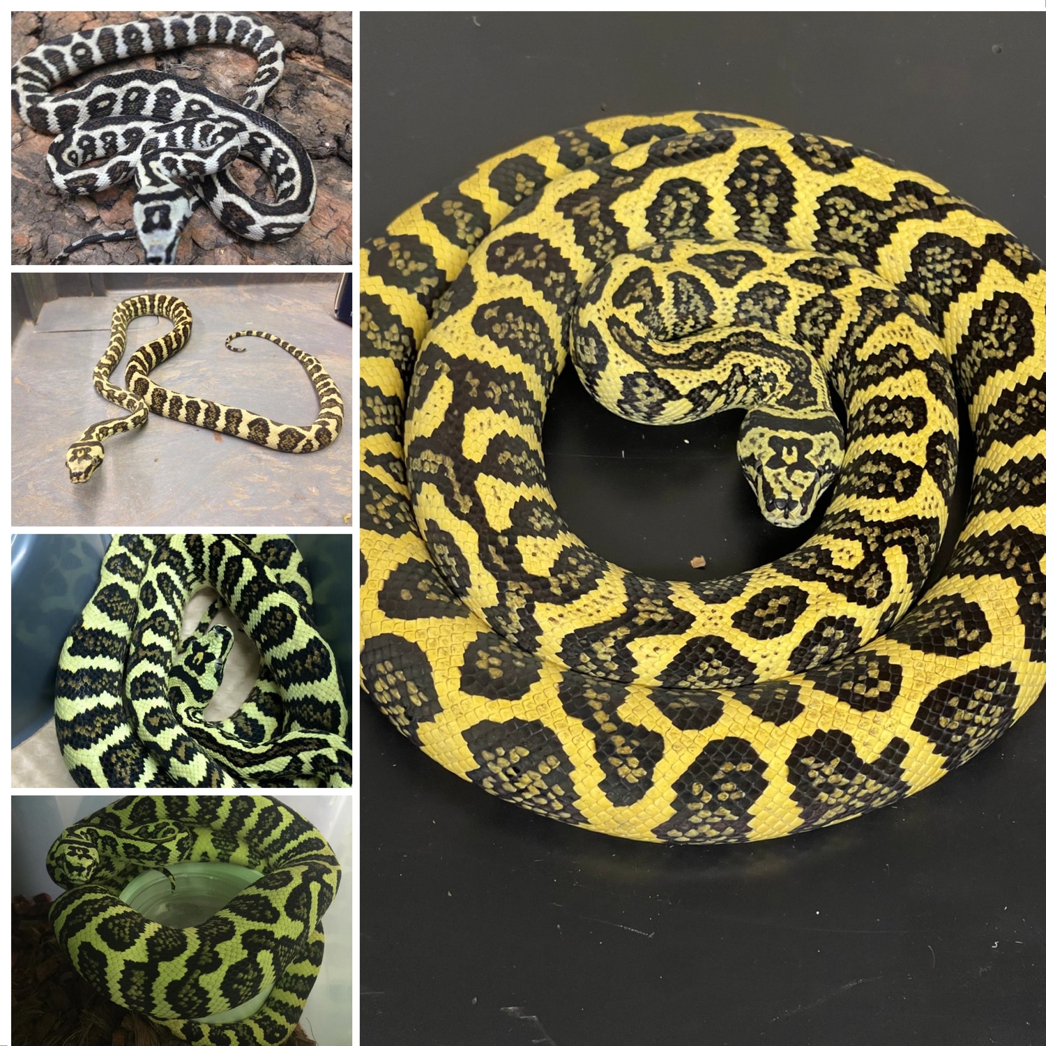 88% Diamond Jungle Jaguar Other Carpet Python by Texas VIP Room ...