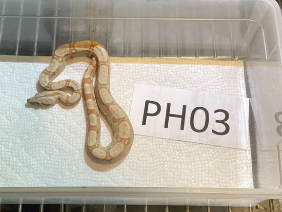 Paraglow Boa Constrictor by Texhiss