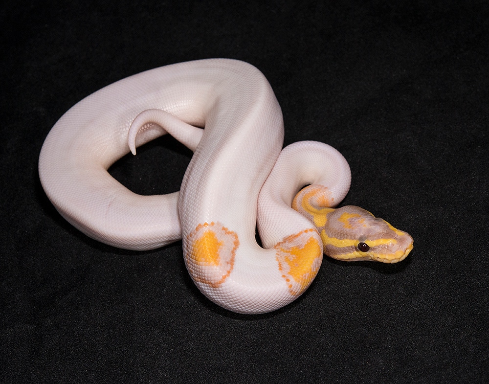 Banana Piebald Ball Python by Texoma Reptiles's Store - MorphMarket