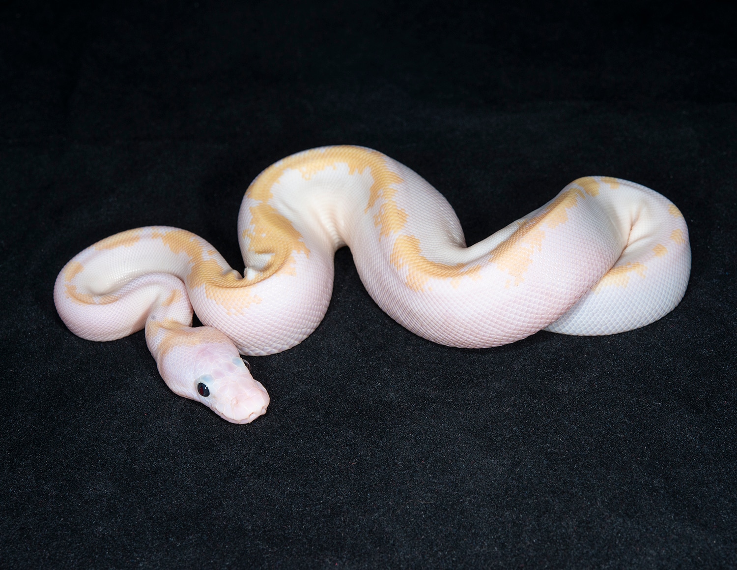 Super Fire Ball Python by Texoma Reptiles's Store - MorphMarket
