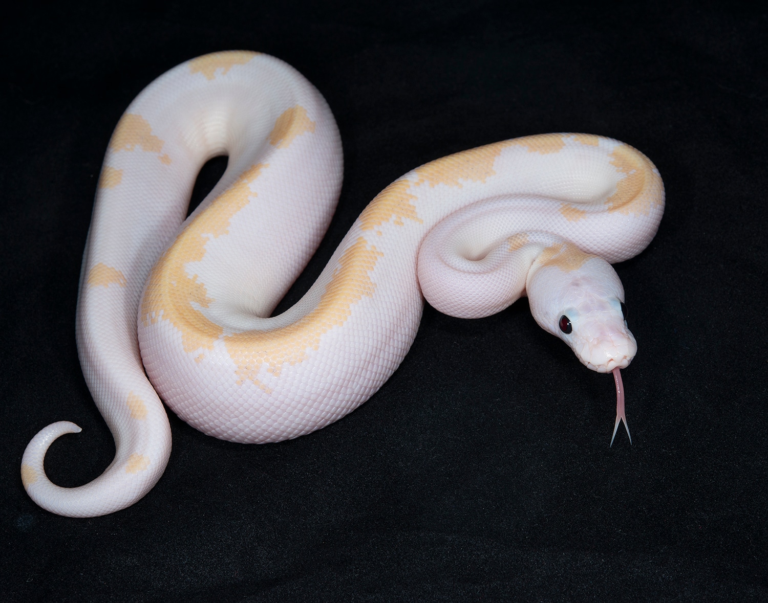 Super Fire Ball Python by Texoma Reptiles's Store - MorphMarket