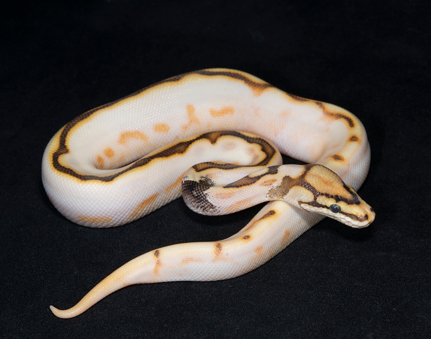 Orange Dream Spider Enchi Calico Paradox Ball Python by Texoma Reptiles ...