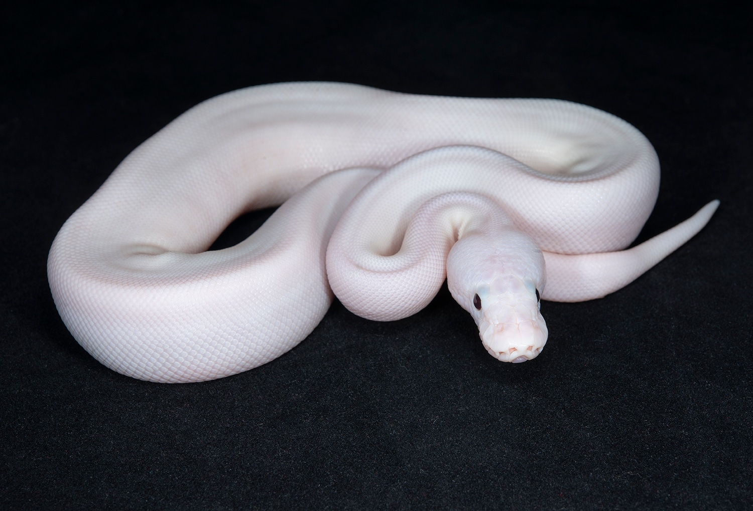 Butter Piebald Ball Python by Texoma Reptiles's Store - MorphMarket