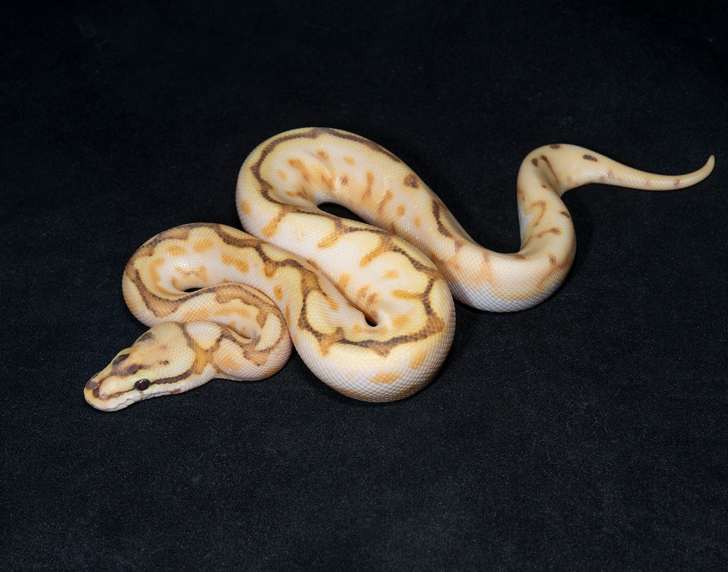 Orange Dream Butter Enchi Spider Calico Ball Python by Texoma Reptiles's Store - MorphMarket