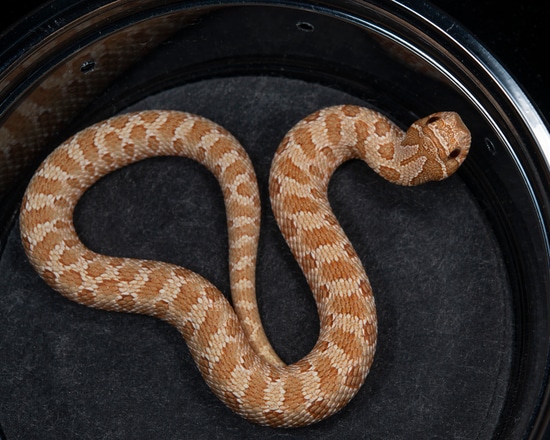 Evans Hypo Hognose Western Hognose by Texoma Reptiles's Store