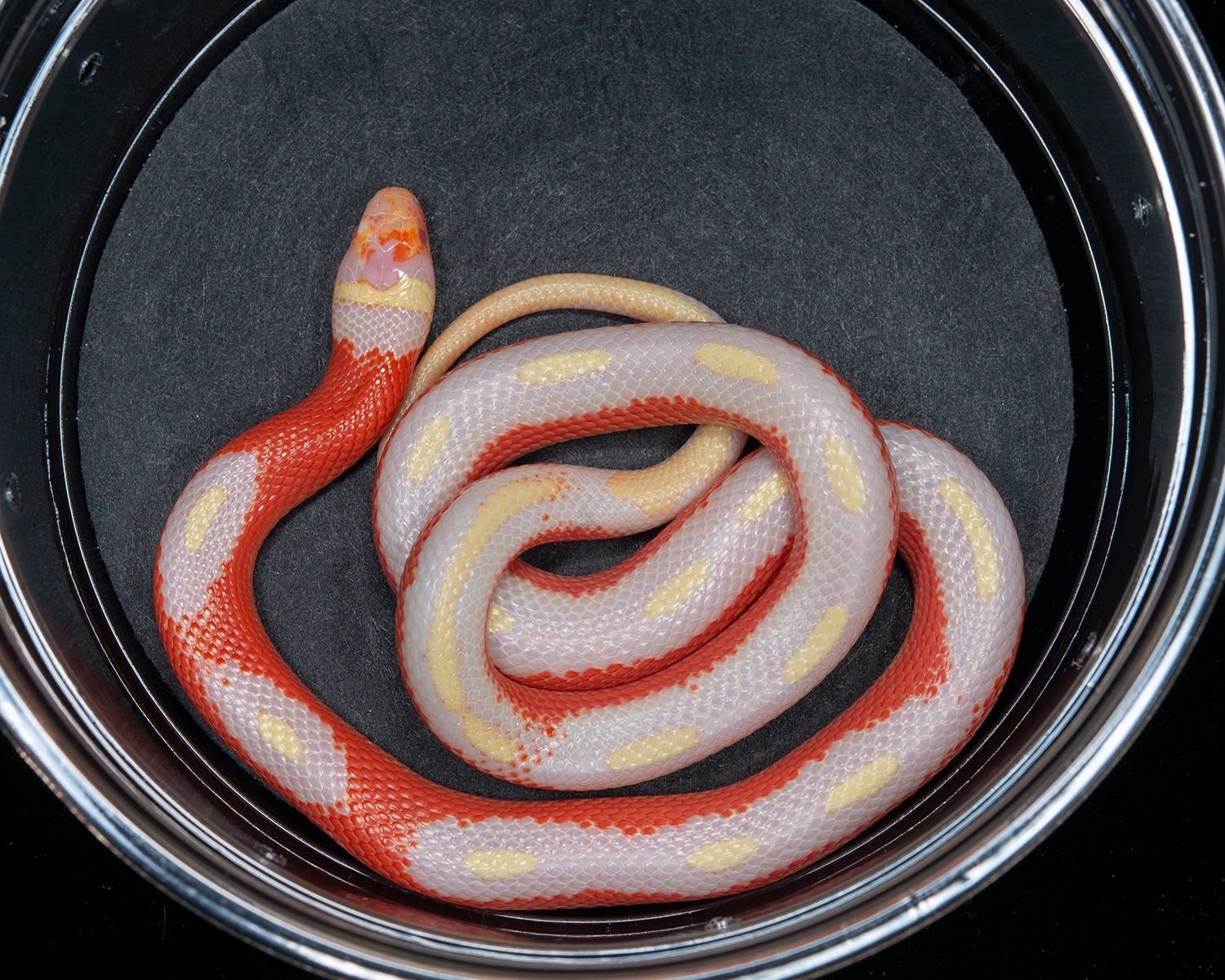Albino Splotched Sinaloan Milk Snake by Texoma Reptiles's Store ...