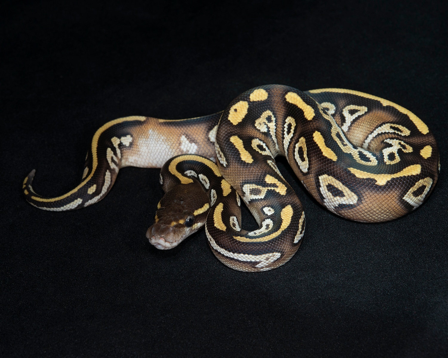 Blackhead Pastel Mojave Het Hypo Ball Python by Texoma Reptiles's Store ...