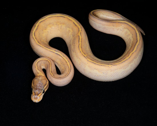 Pinstripe Highway Ball Python by Texoma Reptiles's Store