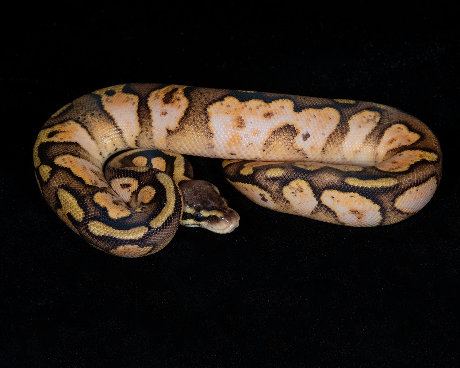 Pastel Sugar Ball Python by Texoma Reptiles's Store - MorphMarket