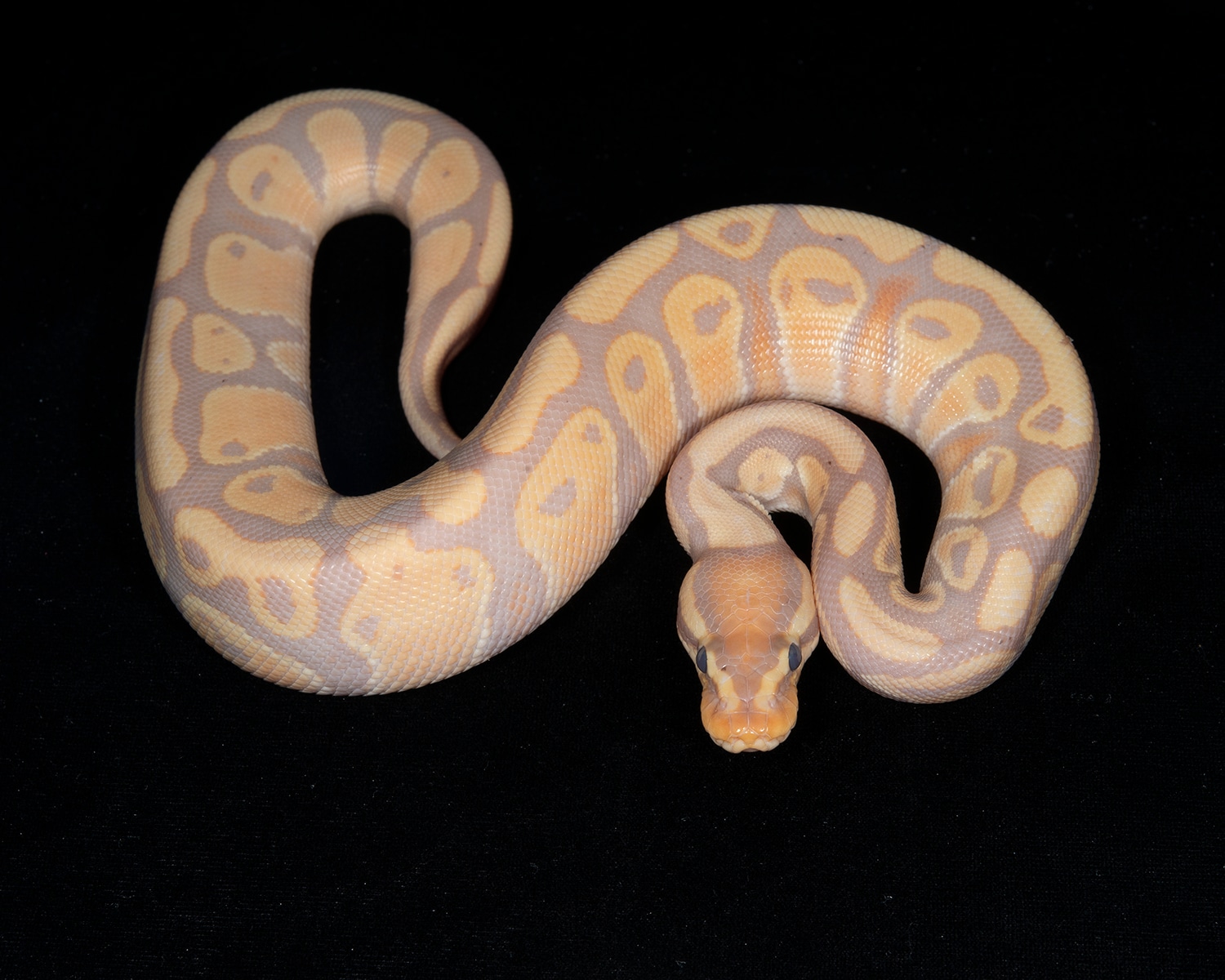 Banana Het Piebald Ball Python by Texoma Reptiles's Store - MorphMarket