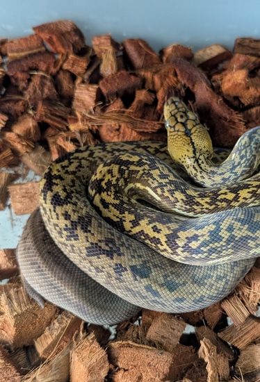 1.1 Juvenile Timor Pythons by Fahlgren Reptiles