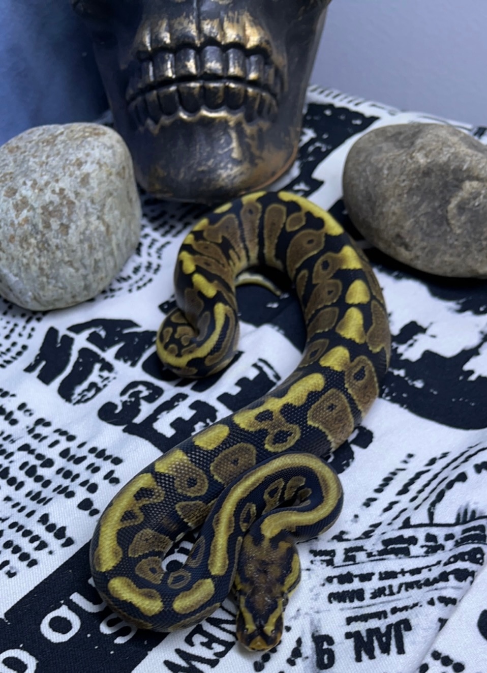 Spotnose Ball Python by TF Reptiles - MorphMarket