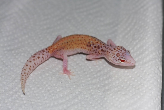 Calcite (W&Y Mack Snow Radar Enigma) Leopard Gecko by TGA Reptiles