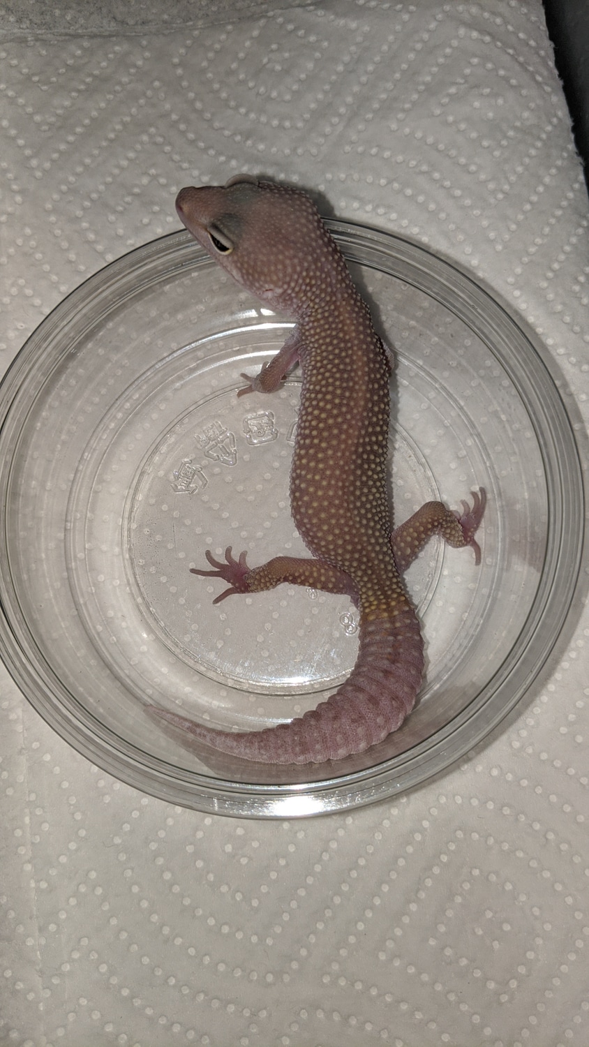 Murphy's Patternless (No Het For Any Other Traits) Leopard Gecko by The ...