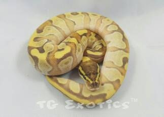 Mojave Enchi Fire Ball Python by TGExotics