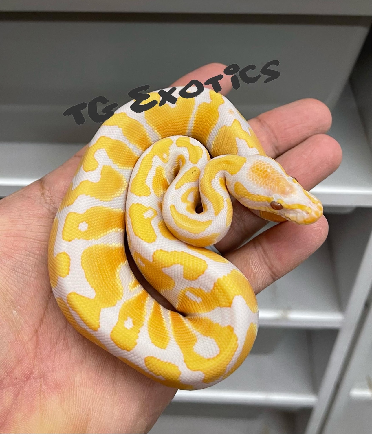 Lavender Albino Ball Python by TGExotics - MorphMarket
