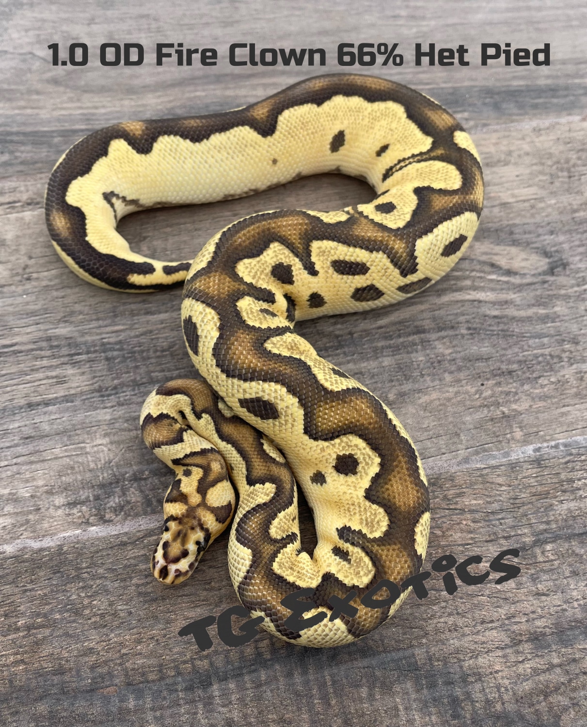 Orange Dream Fire Clown 66% Het Pied Ball Python by TGExotics - MorphMarket